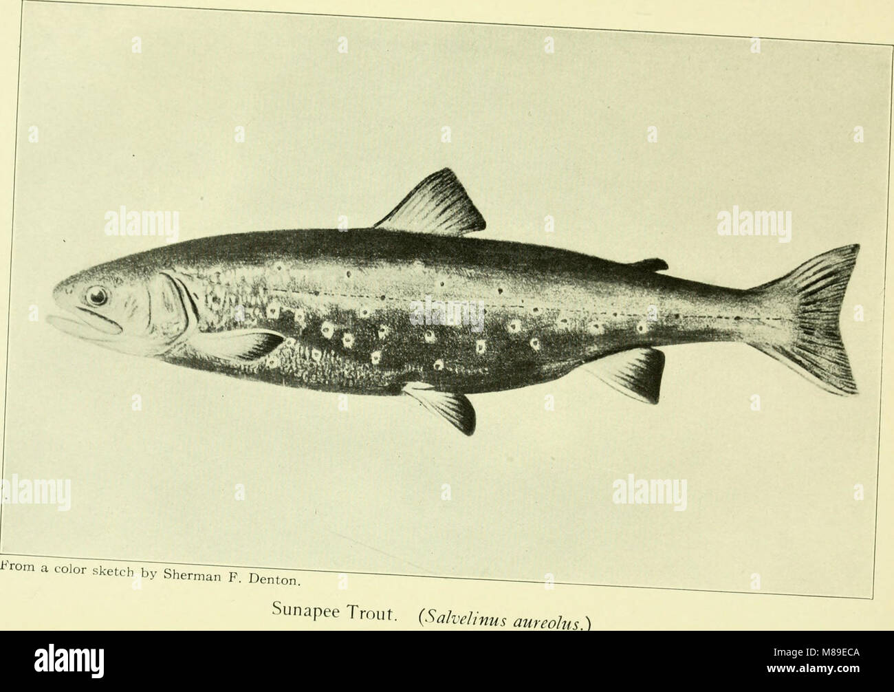 Favorite fish and fishing (1908) (14782183392 Stock Photo - Alamy