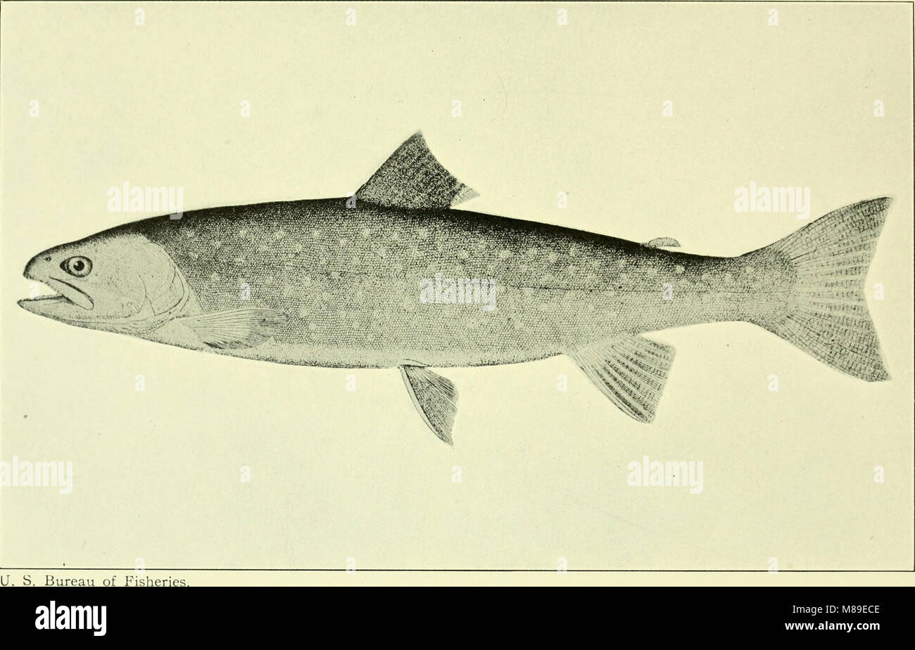 'Favorite Fish and Fishing' (1908) is a guide to popular fish species ...