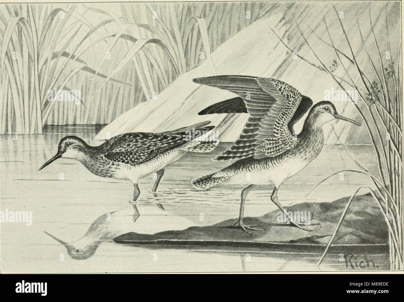 Feathered game of the Northeast (1907) (14563810717 Stock Photo - Alamy