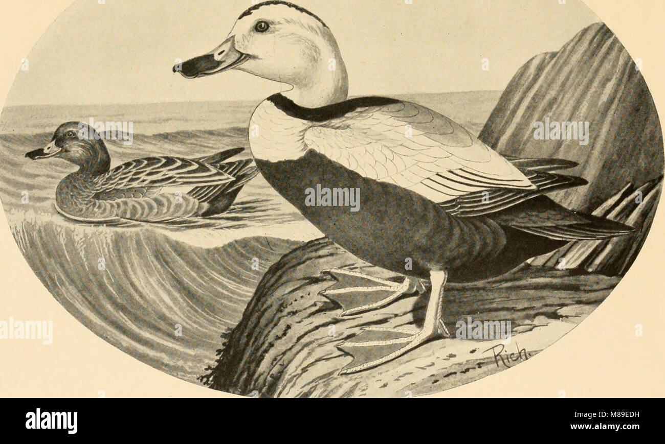 Feathered game of the Northeast (1907) (14568782070 Stock Photo - Alamy