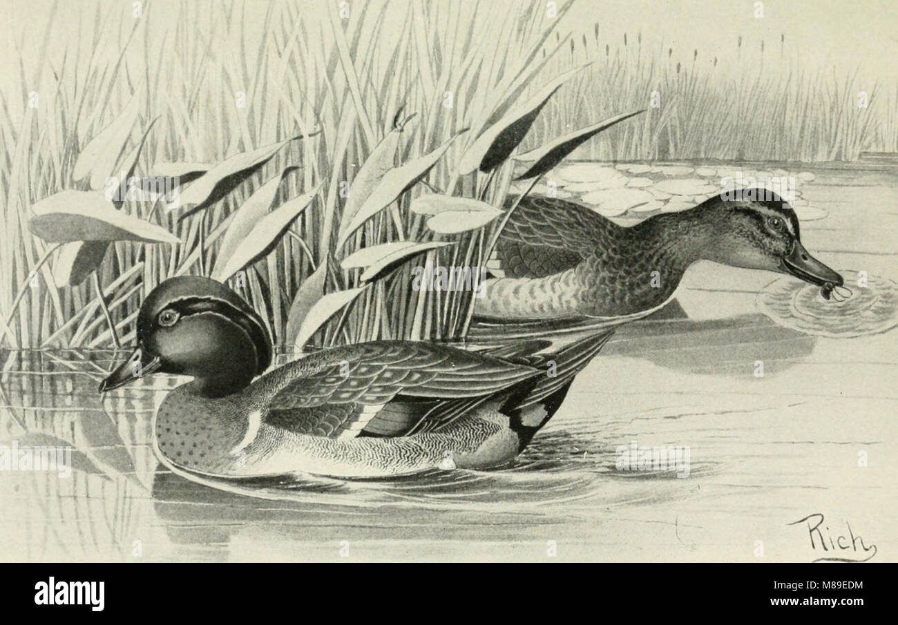 Feathered game of the Northeast (1907) (14727267526 Stock Photo - Alamy