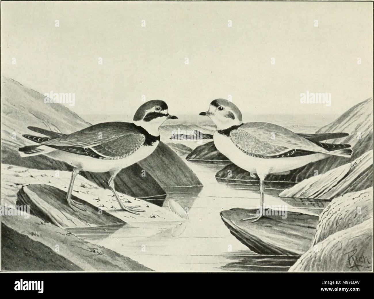 Feathered game of the Northeast (1907) (14750230645 Stock Photo - Alamy