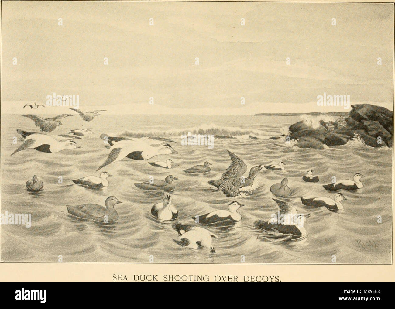 Feathered Game of the Northeast (1907) explores the various bird ...