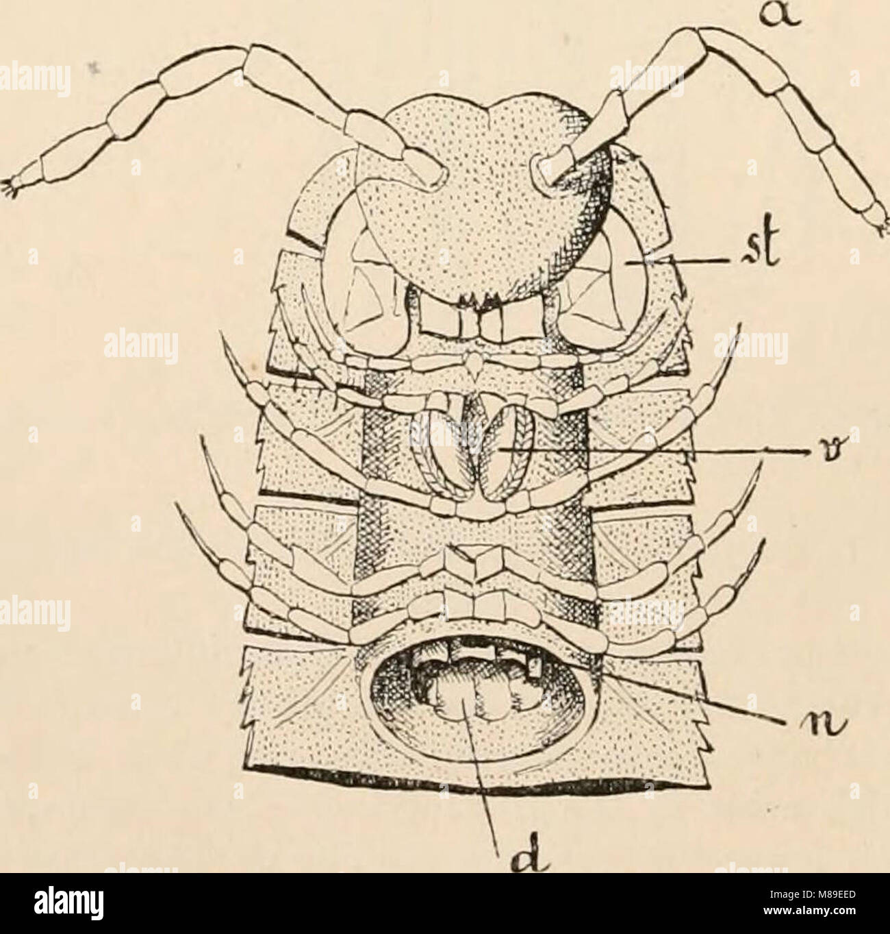 Female Polydesmus complanatus anatomy, Text-book of comparative anatomy ...