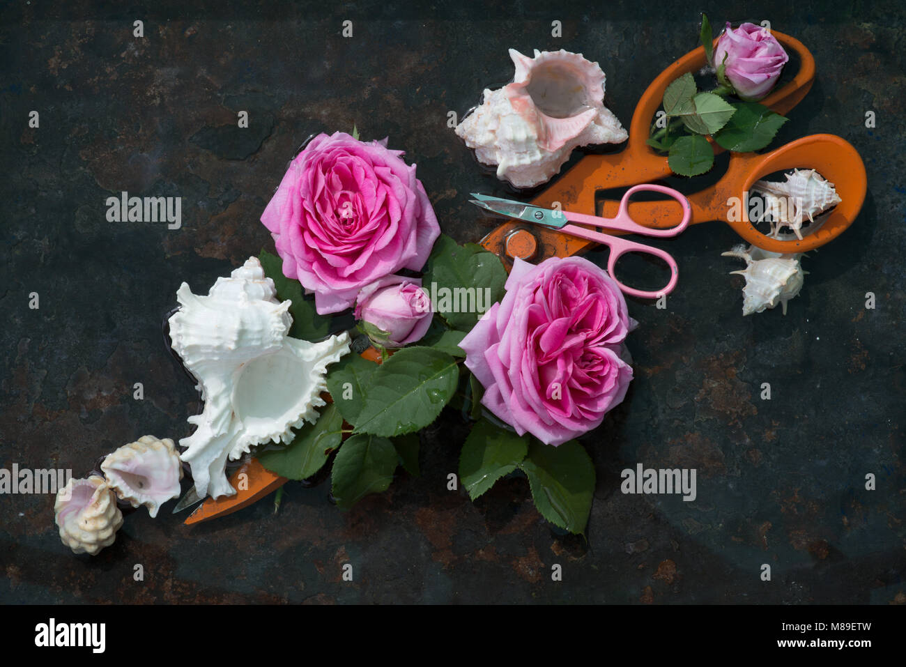 Sciss hi-res stock photography and images - Alamy