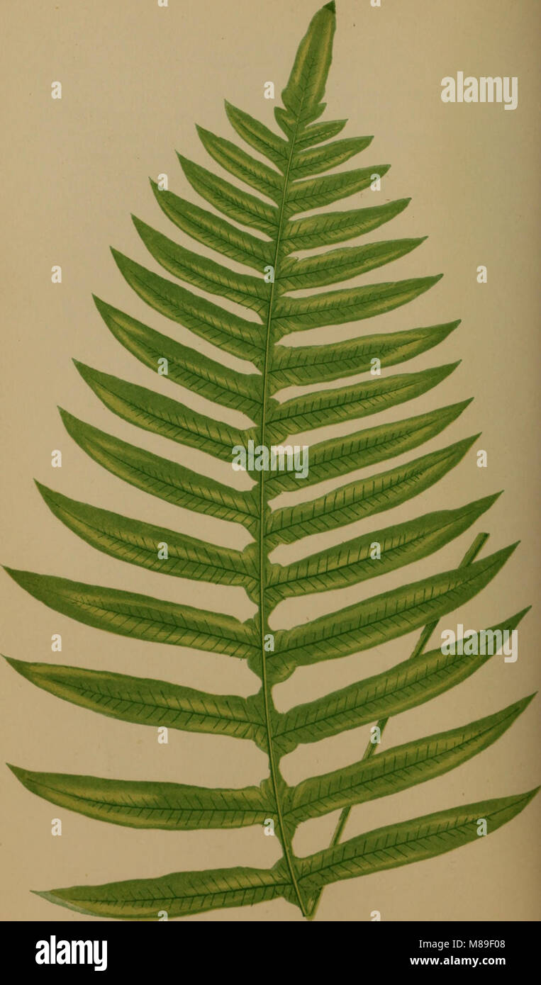 This 1856 publication focuses on British and exotic ferns, exploring ...