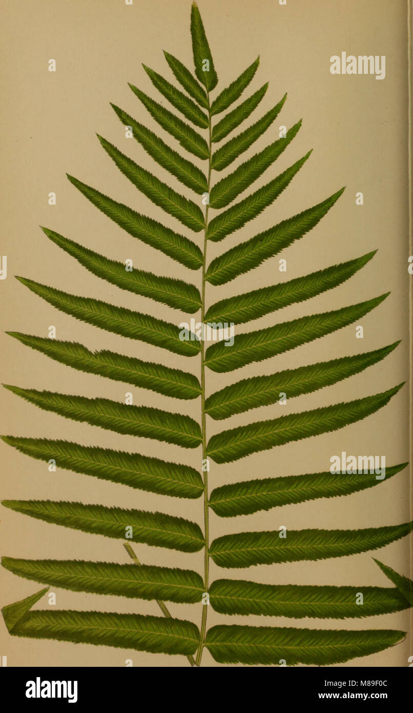 Fern identification guides hi-res stock photography and images - Alamy