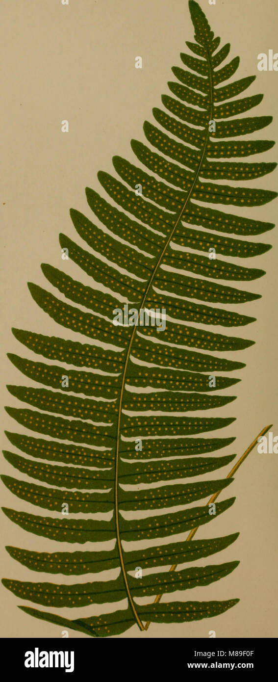 'Ferns - British and Exotic' (1856) is a botanical guide to fern ...