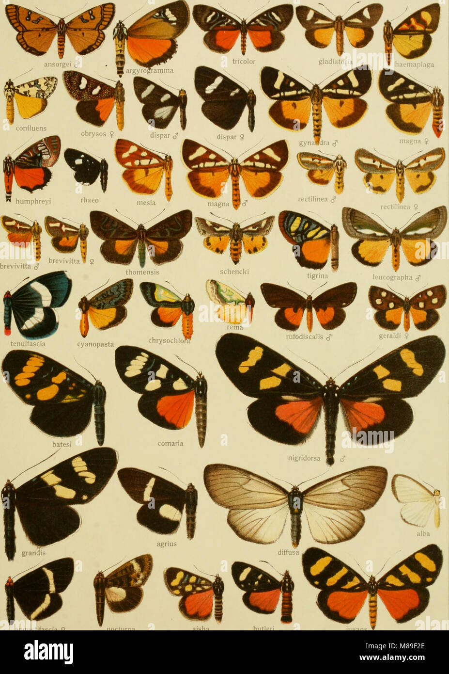 'Die Gross-Schmetterlinge der Erde' (1900) provides a systematic ...