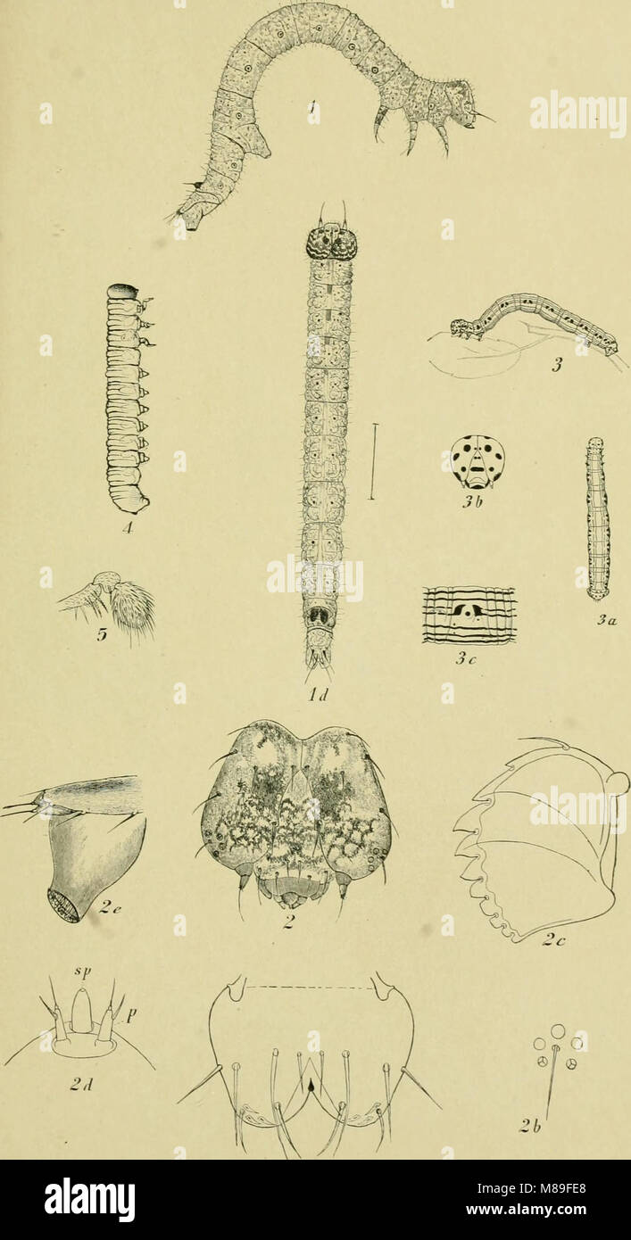 The Fifth Report of the U.S. Entomological Commission (1890) provides ...