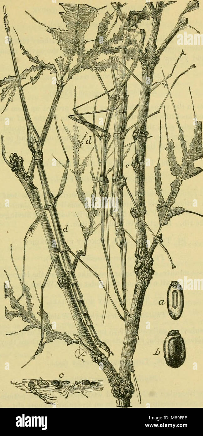 The Fifth Report of the United States Entomological Commission (1890 ...
