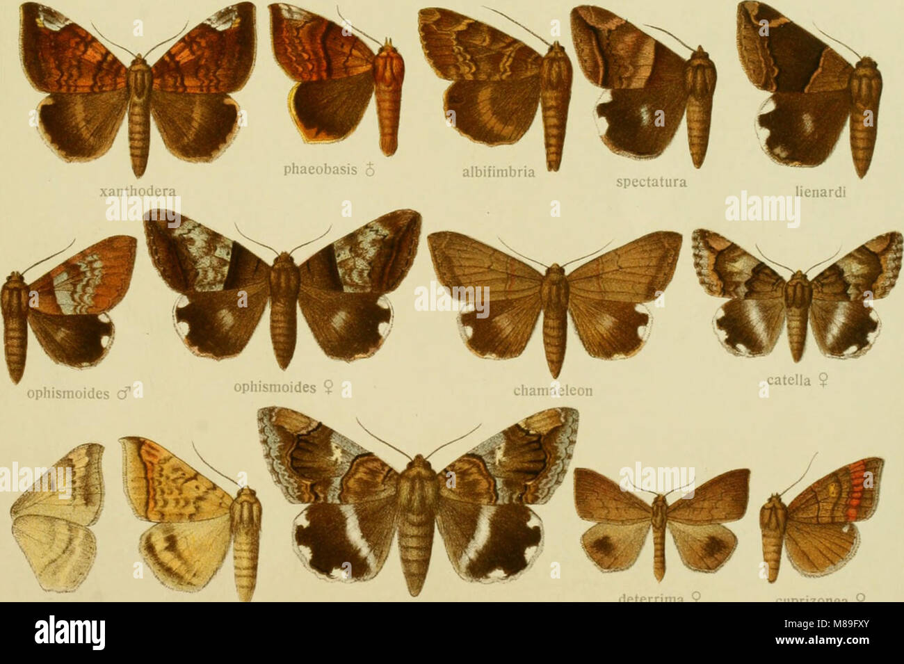 This 1900 work, 'Die Gross-Schmetterlinge der Erde,' provides a ...