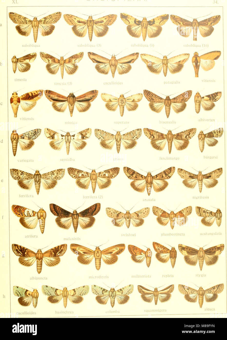 This 1900 publication offers a systematic classification of the world's ...
