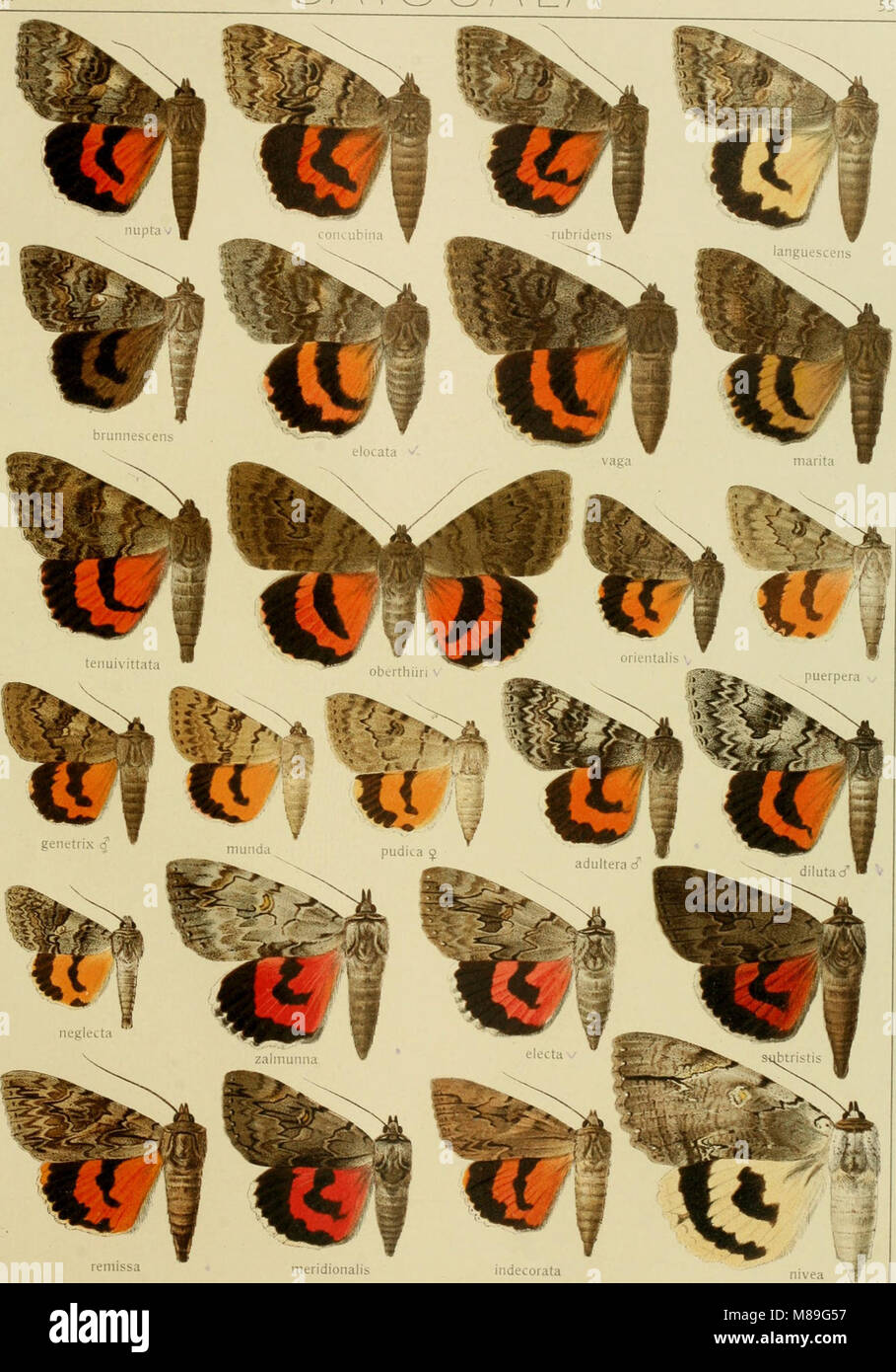 'Die Gross-Schmetterlinge der Erde' (1900) is a comprehensive study on ...