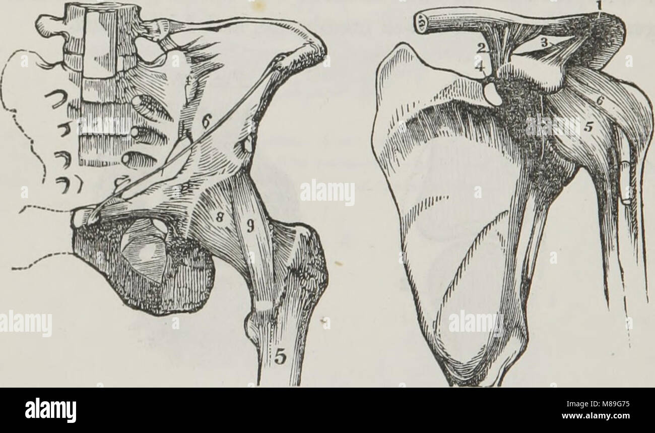 First book on anatomy, physiology, and hygiene - for grammar schools ...