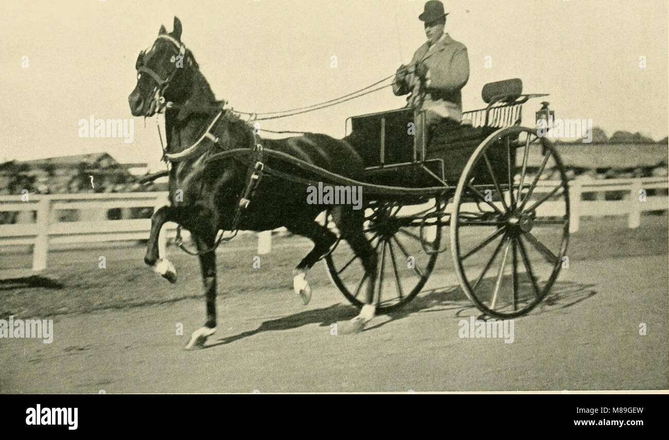 'First Hand Bits of Stable Lore' (1903) is a collection of practical ...