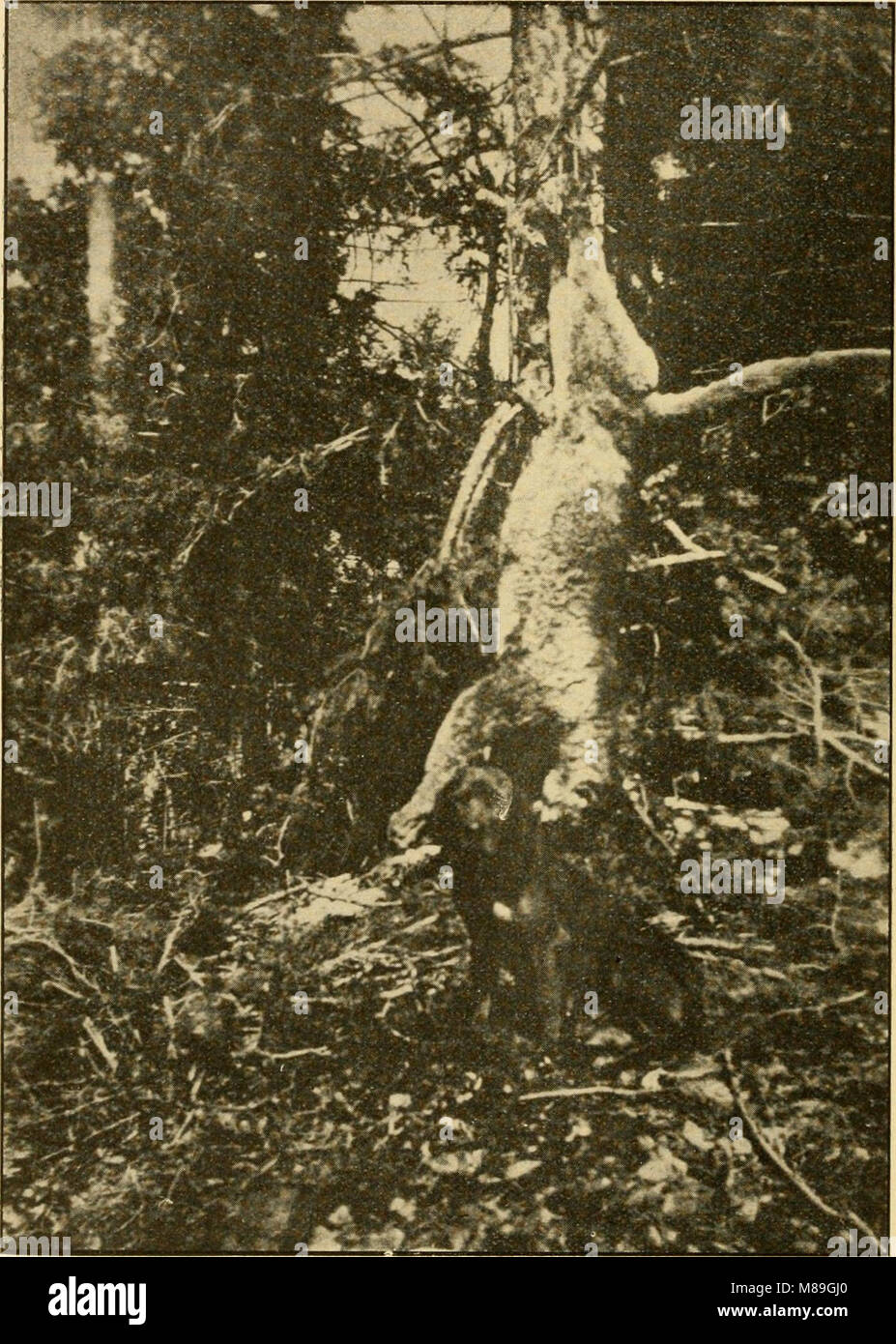 Fish and game warden hi-res stock photography and images - Alamy