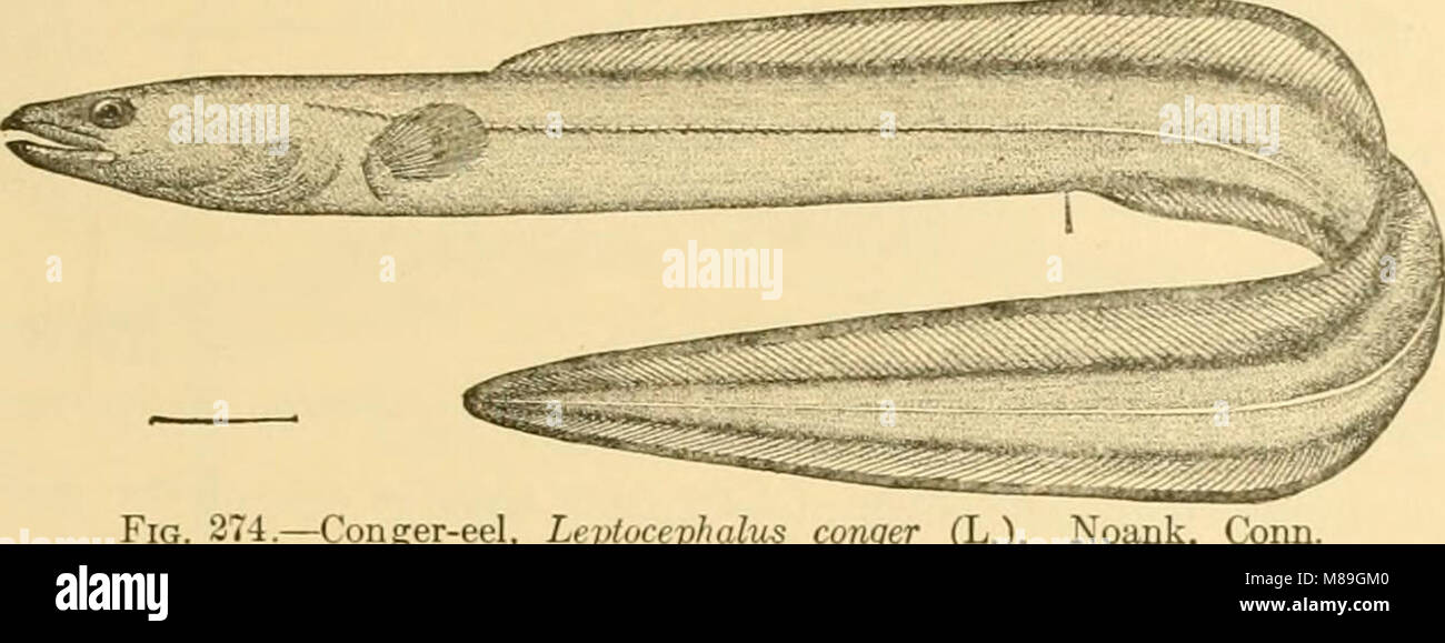 *Fishes* (1907) is a comprehensive study of fish species, focusing on ...