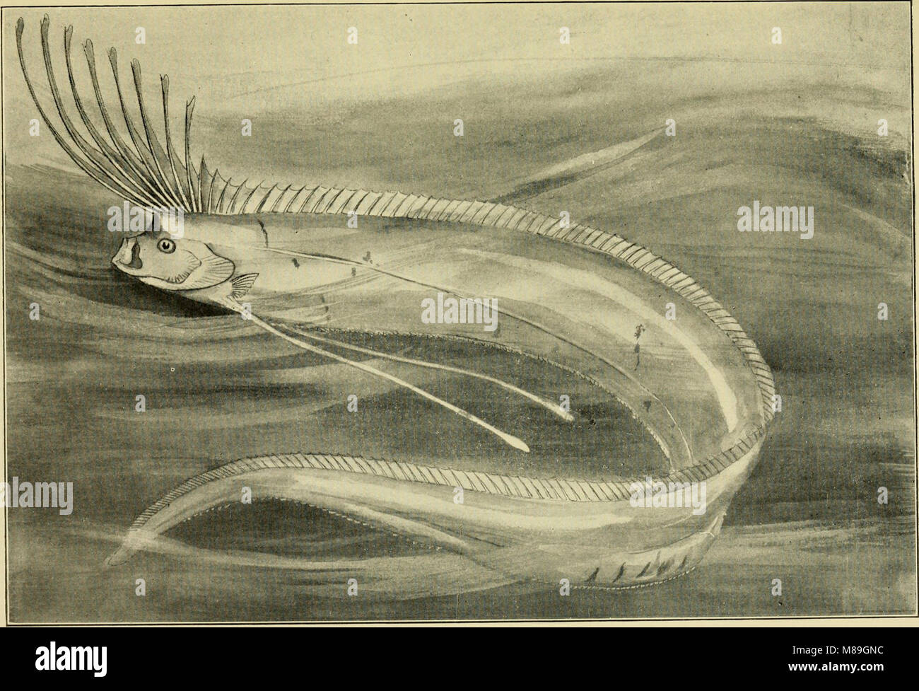 Fish stories alleged and experienced, with a little history natural and ...