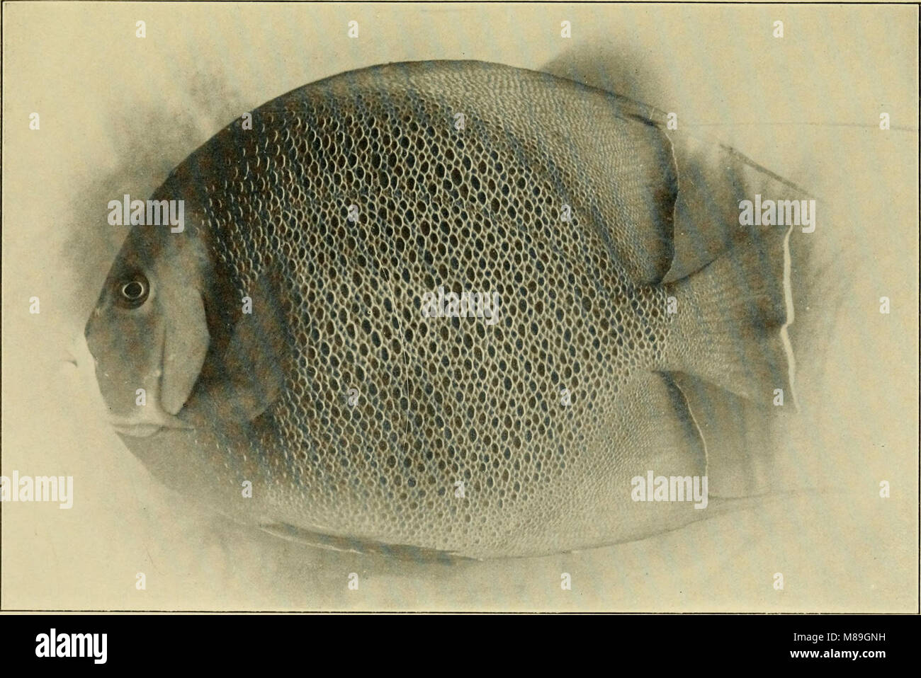 Fish stories alleged and experienced, with a little history natural and ...