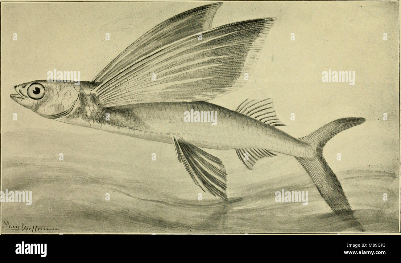 Fish stories alleged and experienced, with a little history natural and ...