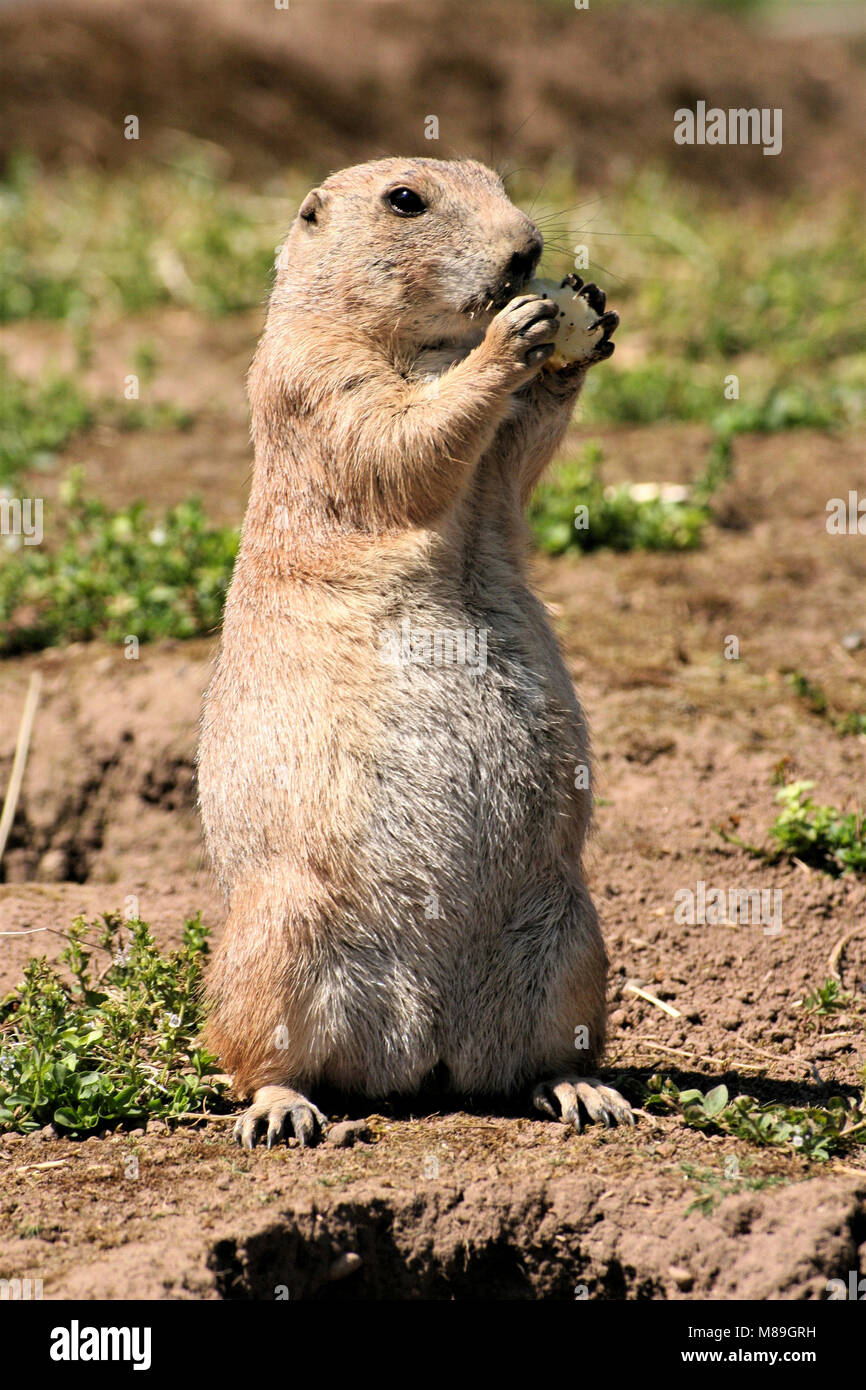 A Prairie Dog eating Stock Photo - Alamy