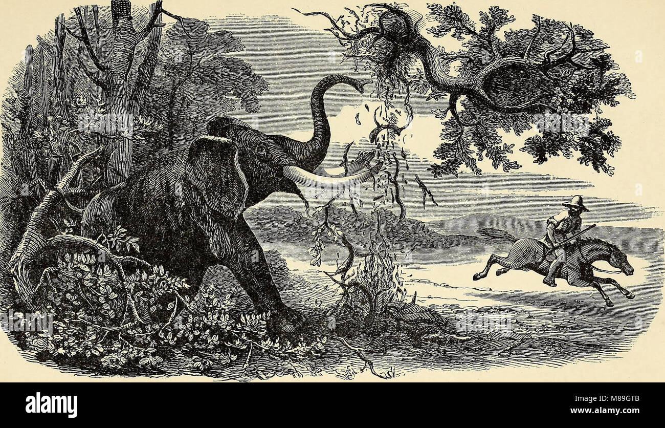 'Five Years' Hunting Adventures in South Africa' (1892) recounts the ...