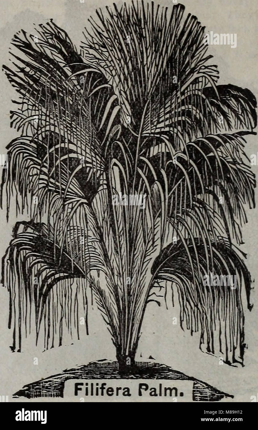 Various intricate botanical forms hi-res stock photography and images ...