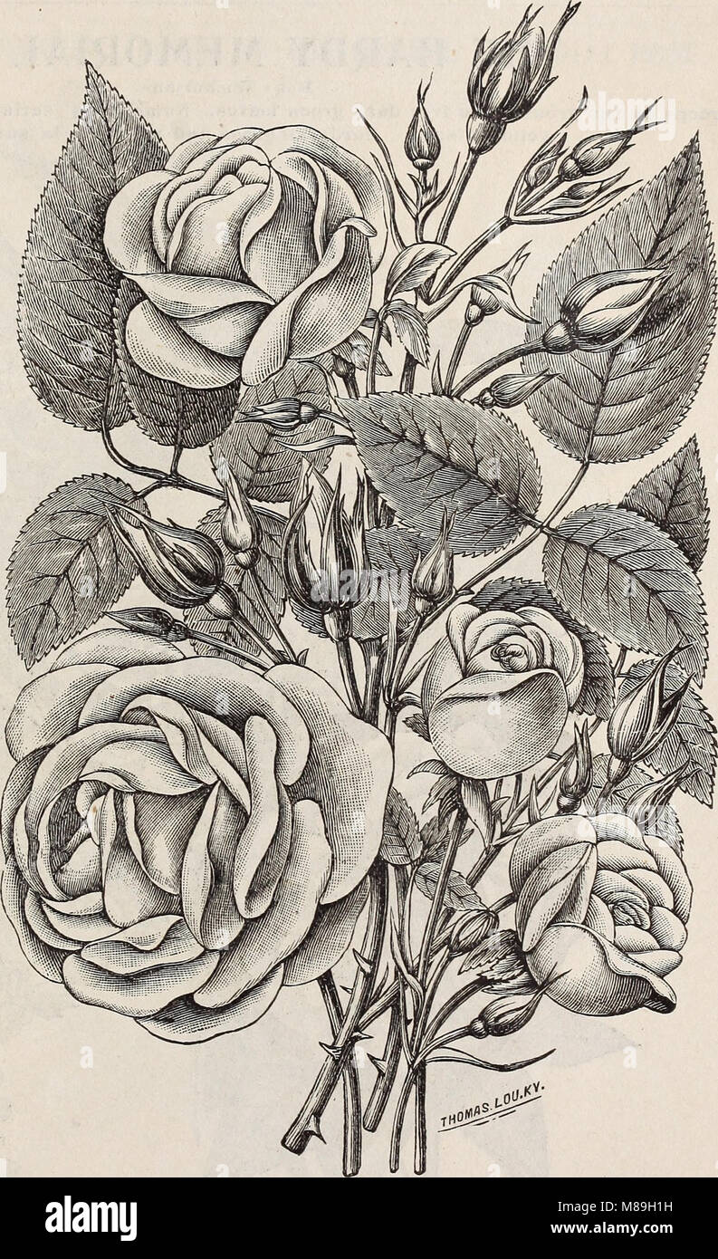 The 1899 Floral Catalogue is an illustrated guide to a wide variety of ...