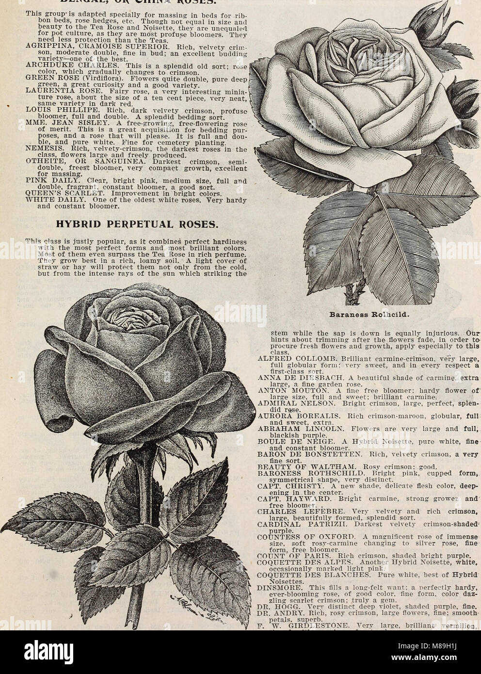 The 'Floral Catalogue - Illustrated' (1899) is a comprehensive catalog ...