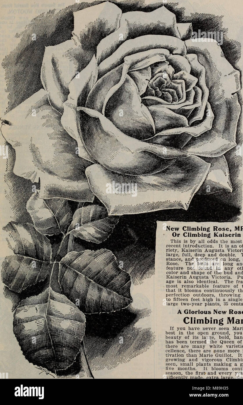 Floral gems (1901) (19940990493 Stock Photo - Alamy