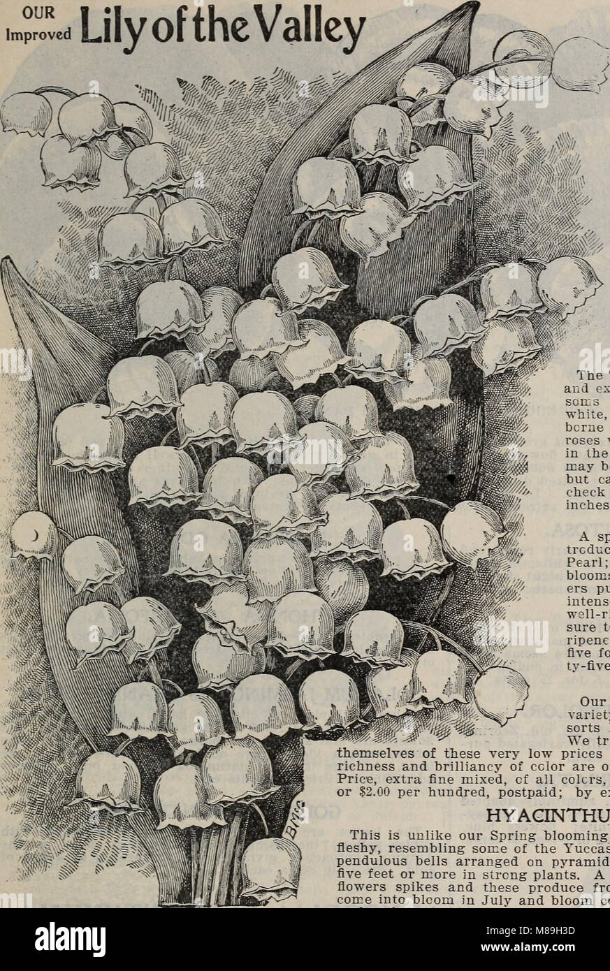 Floral gems (1901) (20375312569 Stock Photo - Alamy