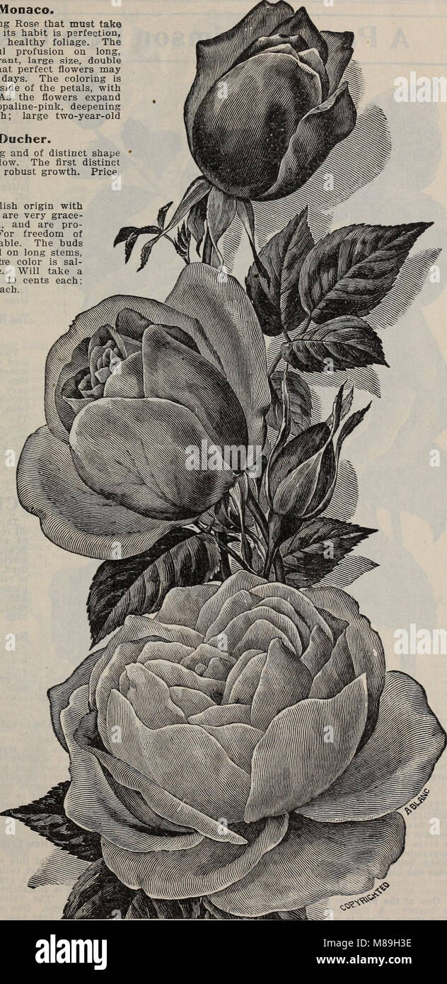 Floral gems (1901) (20535628676 Stock Photo - Alamy