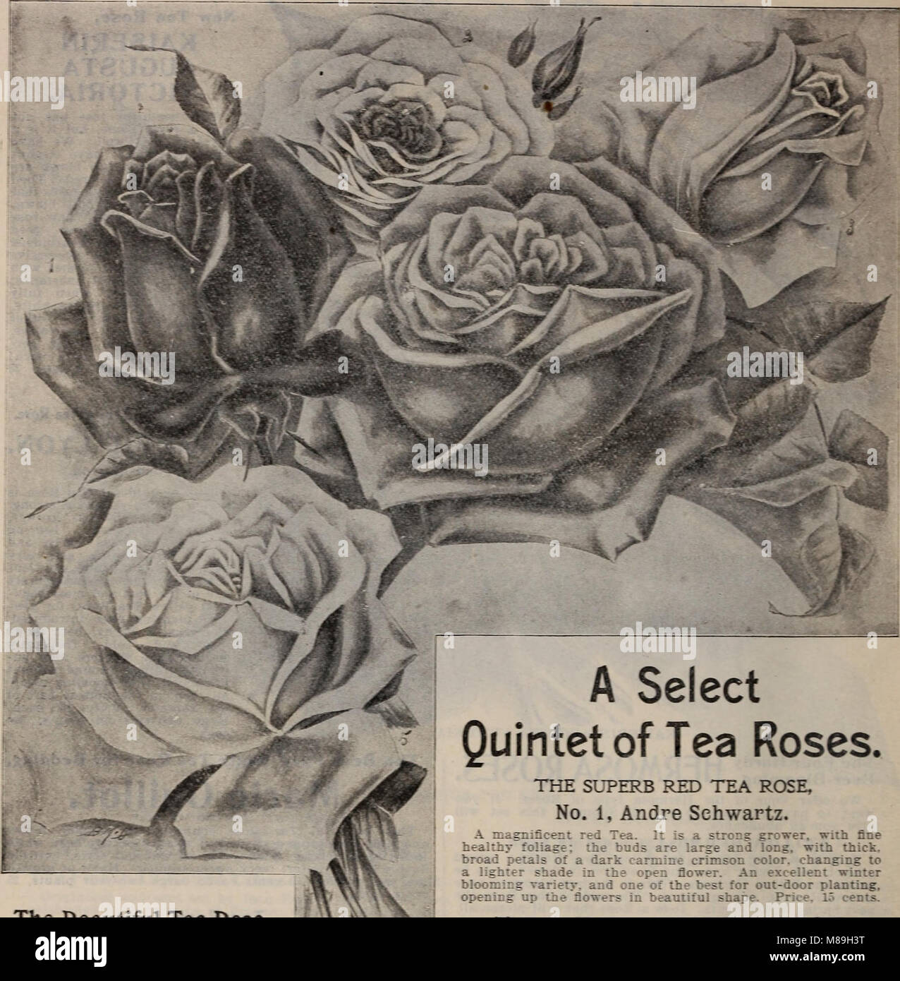 Floral gems (1901) (20561879485 Stock Photo - Alamy