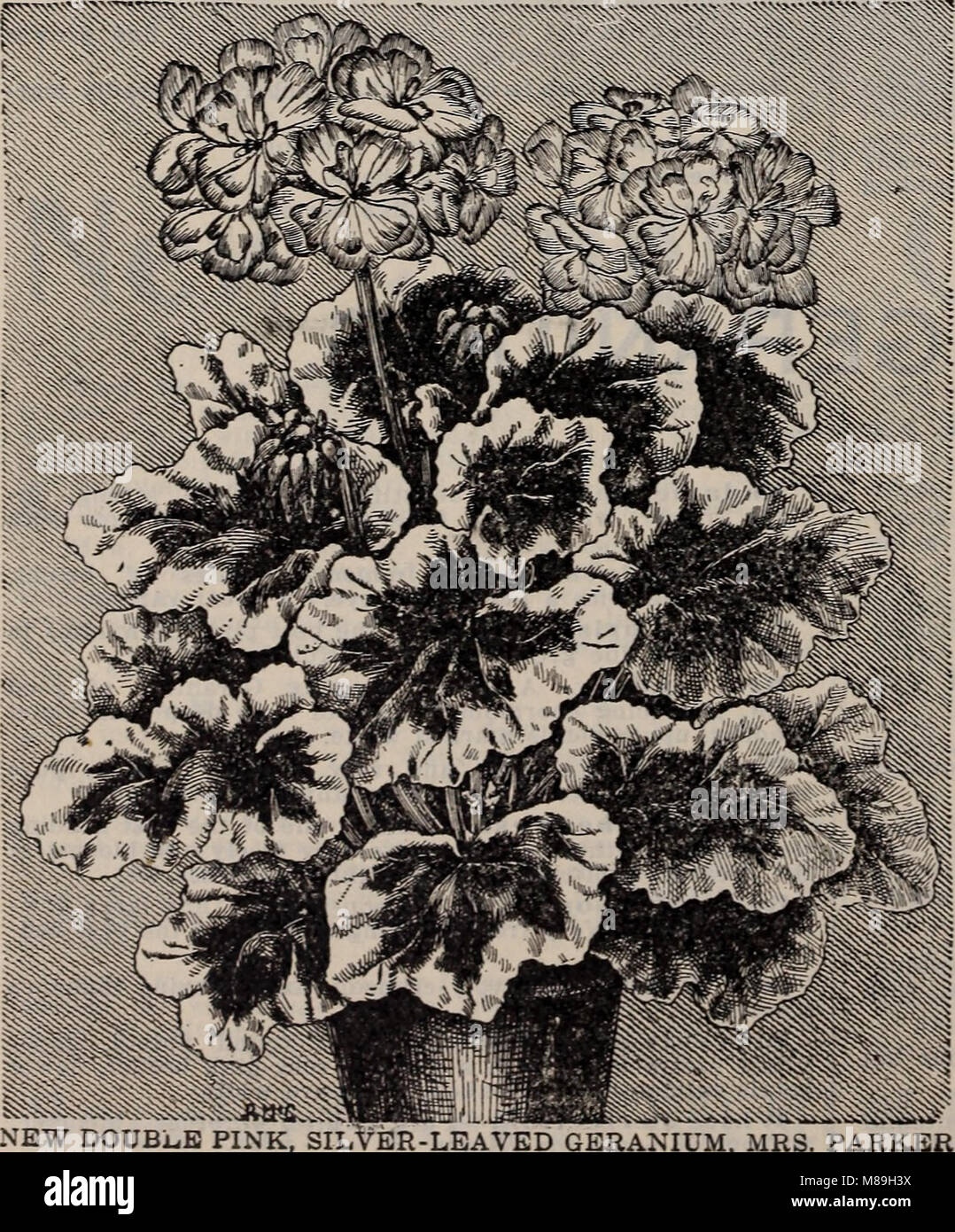 Floral gems (1901) (20568410451 Stock Photo - Alamy