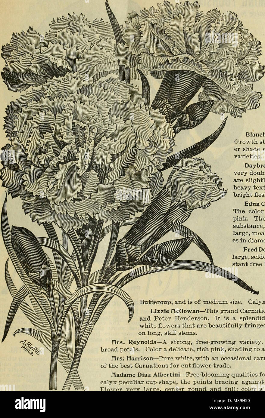 Floral gems for winter flowering (1897) (20361930098 Stock Photo - Alamy