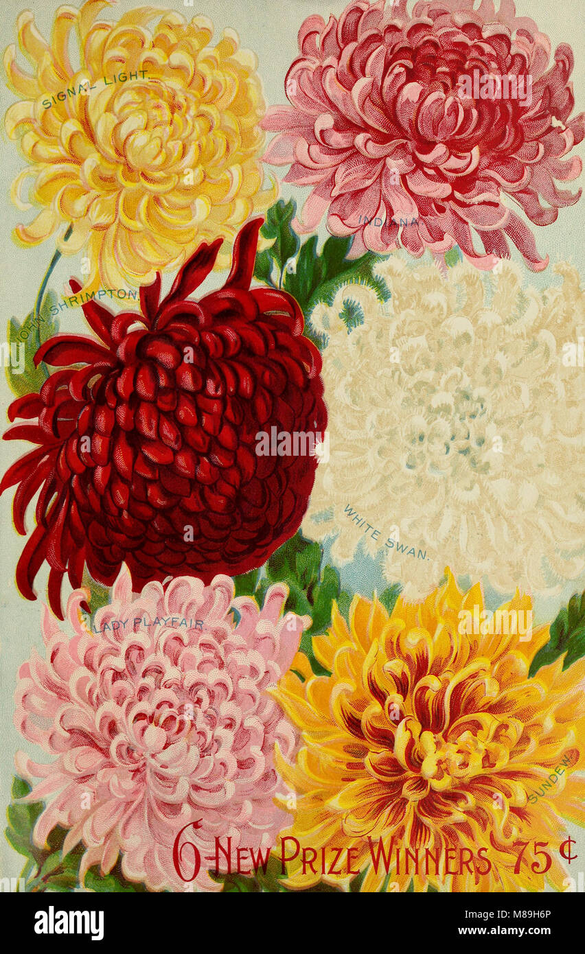 Floral treasures - 1899 (1899) (20363829930 Stock Photo - Alamy