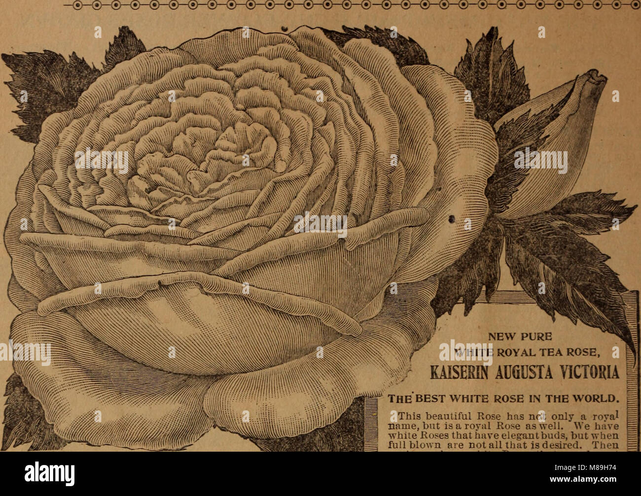 Floral treasures hi-res stock photography and images - Alamy