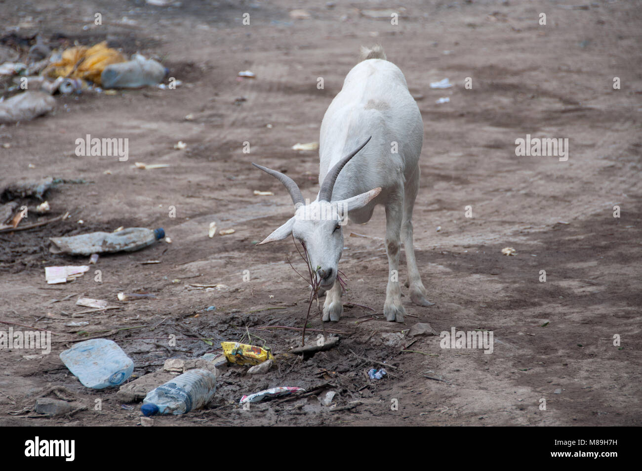 White, neglected goat with small horns chews plastic garbage, scattered ...