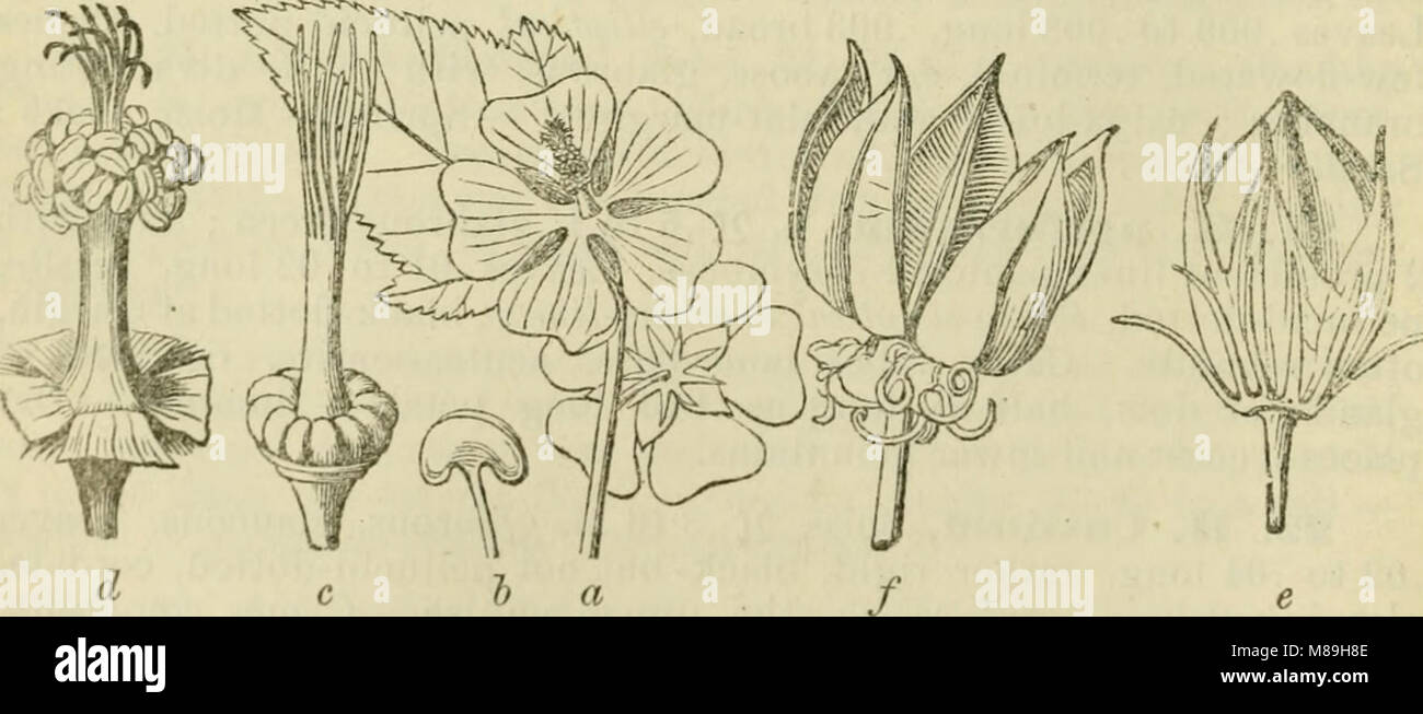 Flora of Syria, Palestine, and Sinai - from the Taurus to Ras Muhammas ...