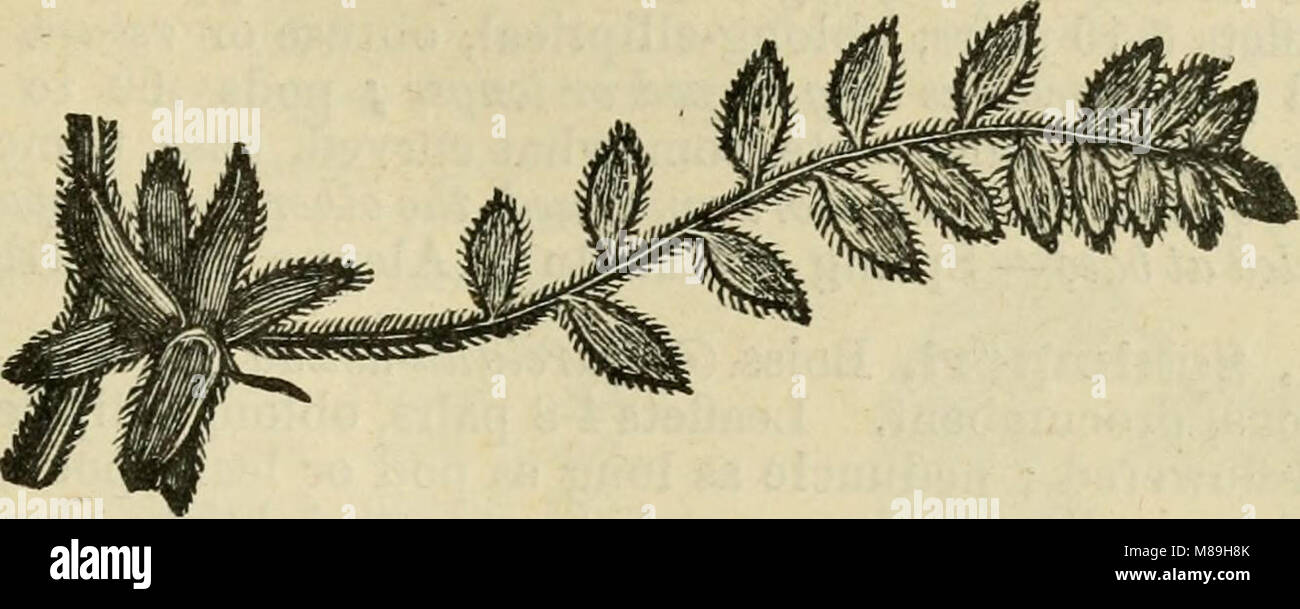 'Flora of Syria, Palestine, and Sinai' (1896) provides an in-depth look ...