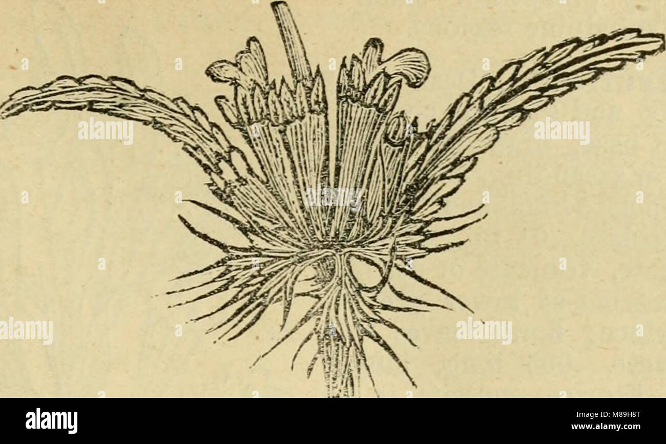 Flora of Syria, Palestine, and Sinai - from the Taurus to Ras Muhammas ...