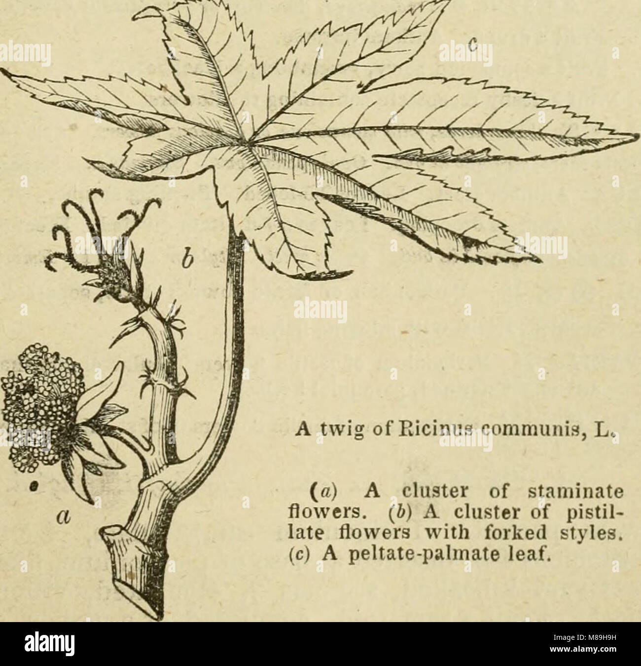 Flora of Syria, Palestine, and Sinai - from the Taurus to Ras Muhammas ...
