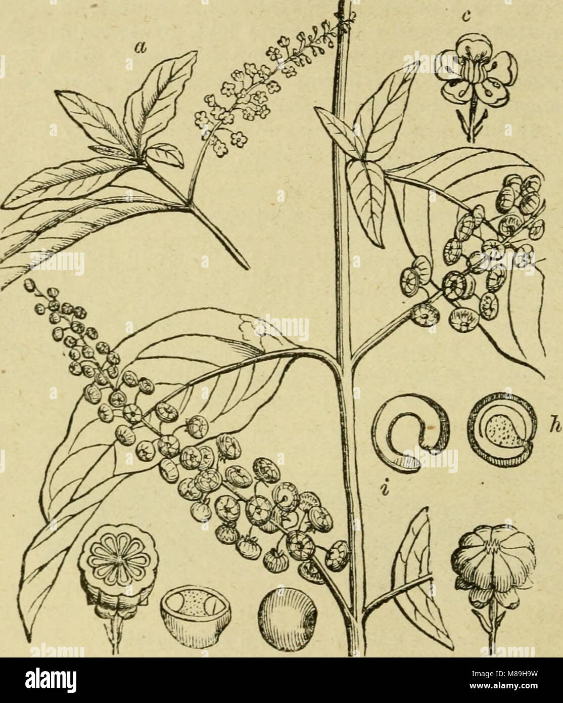The 'Flora of Syria, Palestine, and Sinai' (1896) details the plant ...