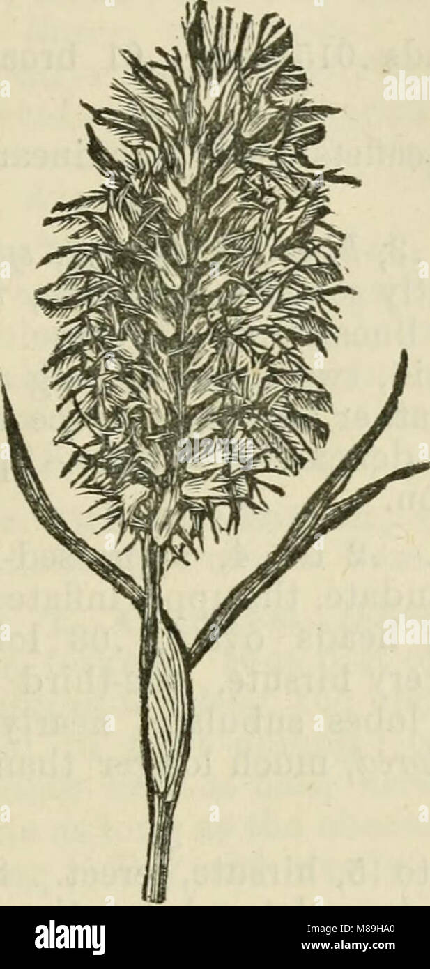 Flora of syria hi-res stock photography and images - Alamy