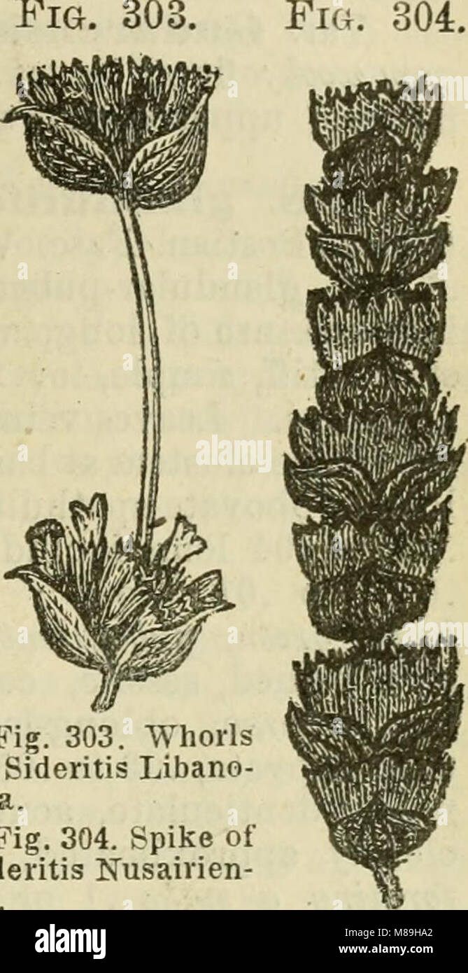 Syrian desert illustration hi-res stock photography and images - Alamy