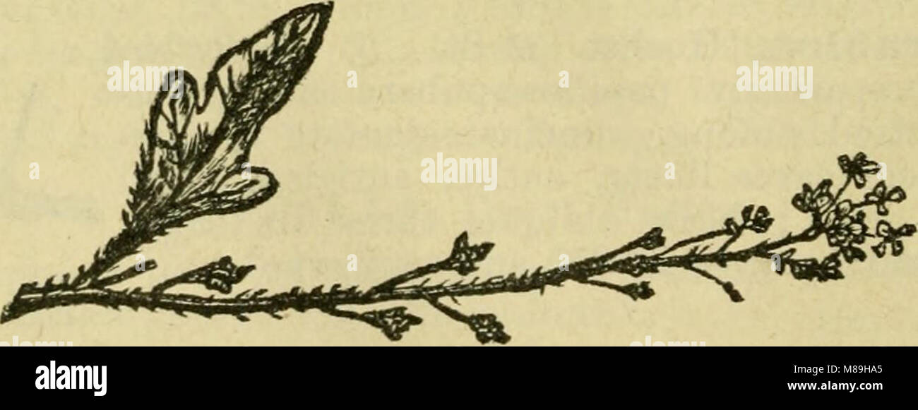 The 1896 Flora of Syria, Palestine, and Sinai provides a comprehensive ...