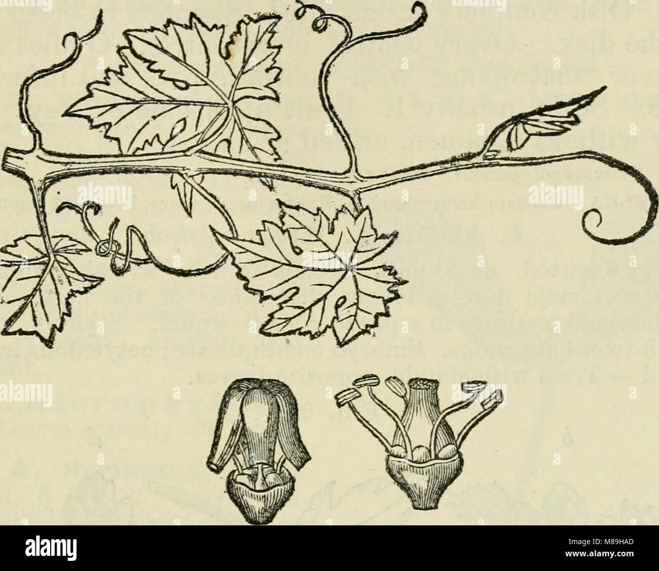 This 1896 work explores the flora of Syria, Palestine, and Sinai ...