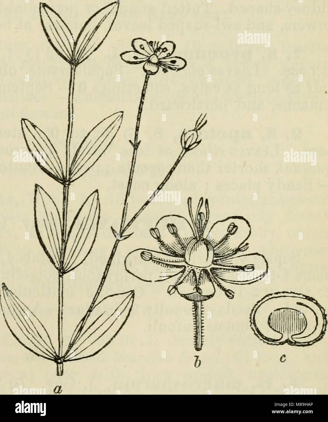 This 1896 study documents the plant species of Syria, Palestine, and ...