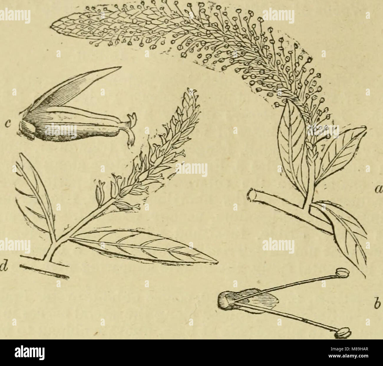 Flora of Syria, Palestine, and Sinai - from the Taurus to Ras Muhammas ...